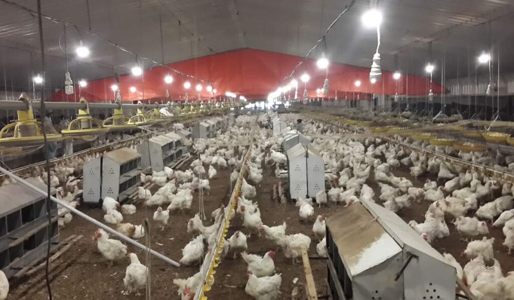 HATO ARA Lights | Can-Neth Imports Ltd