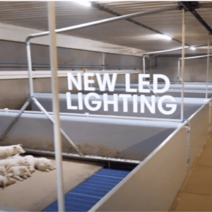 Smart Livestock Farming: An Ultimate Guide | Can-Neth